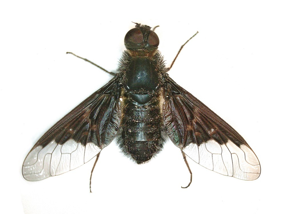 Hemipenthes morio (Hemipenthes morio) - Picture Insect