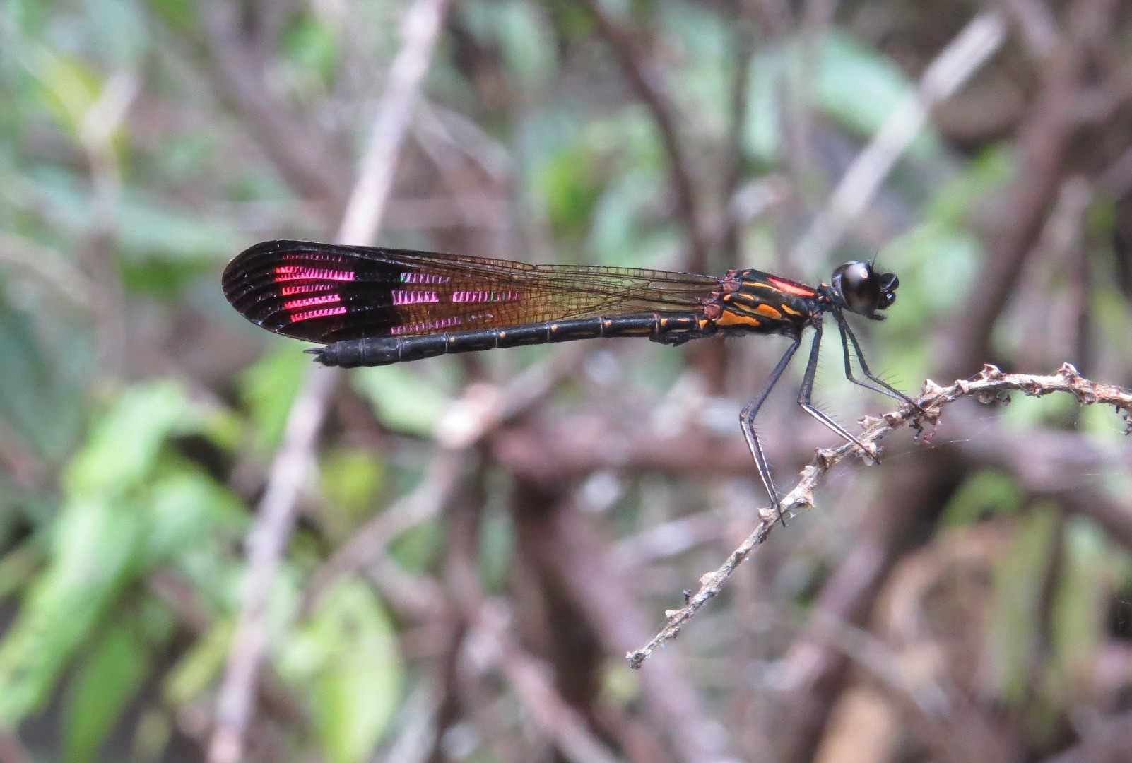 Heliocypha bisignata (Heliocypha bisignata) - Picture Insect