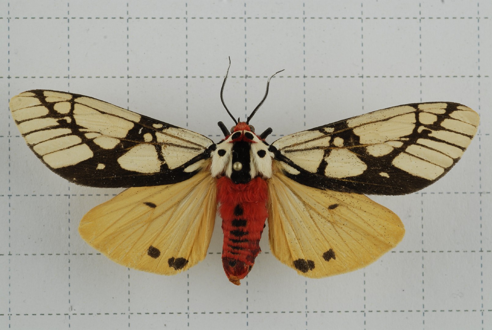 Areas (Areas) - Picture Insect