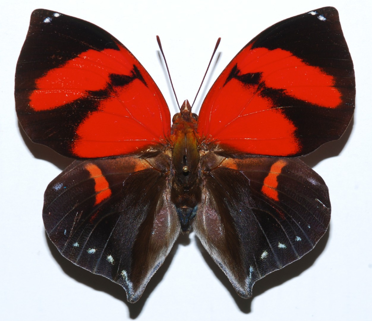 Siderone (Siderone) - Picture Insect