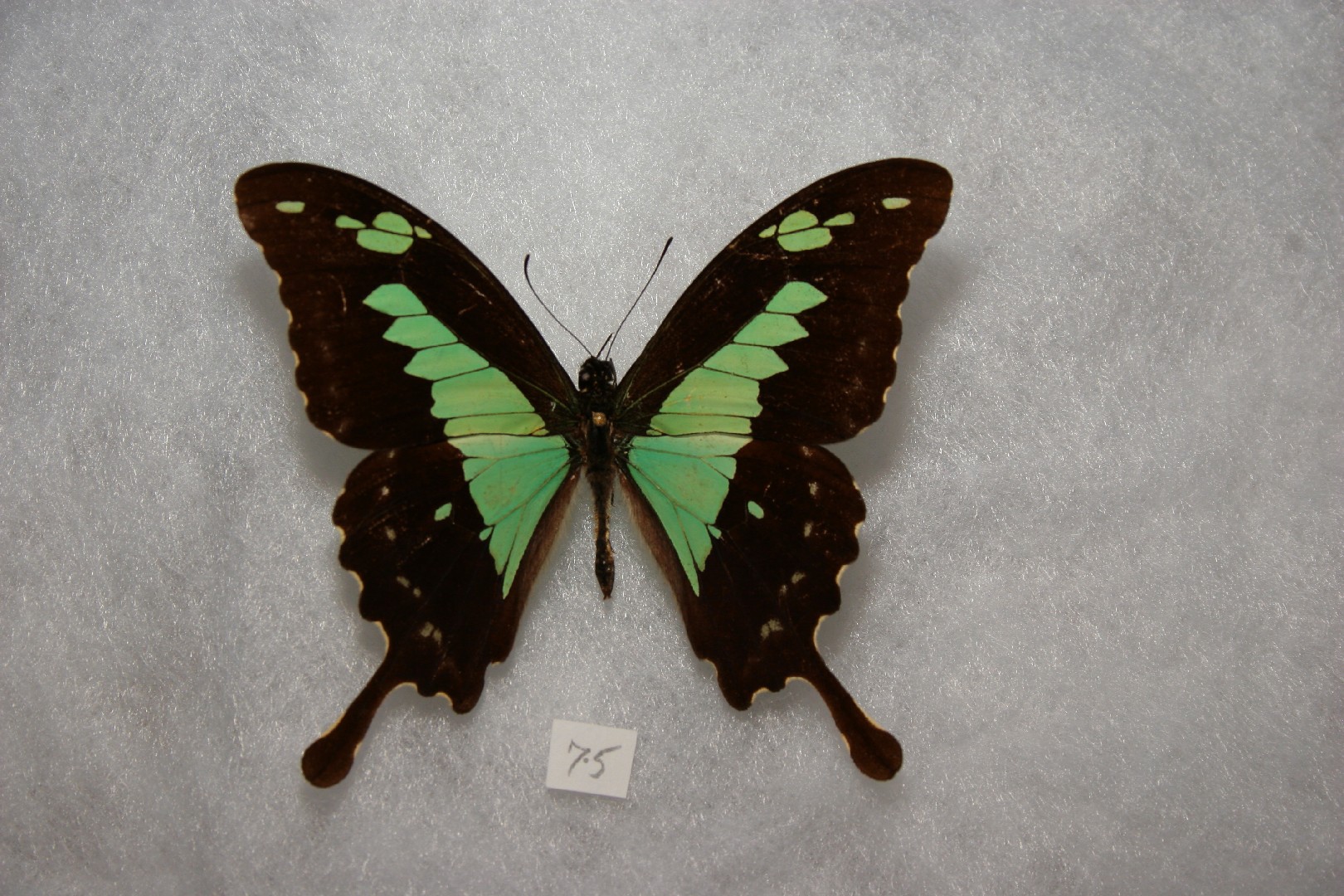 Papilio phorcas (Papilio phorcas) - Picture Insect