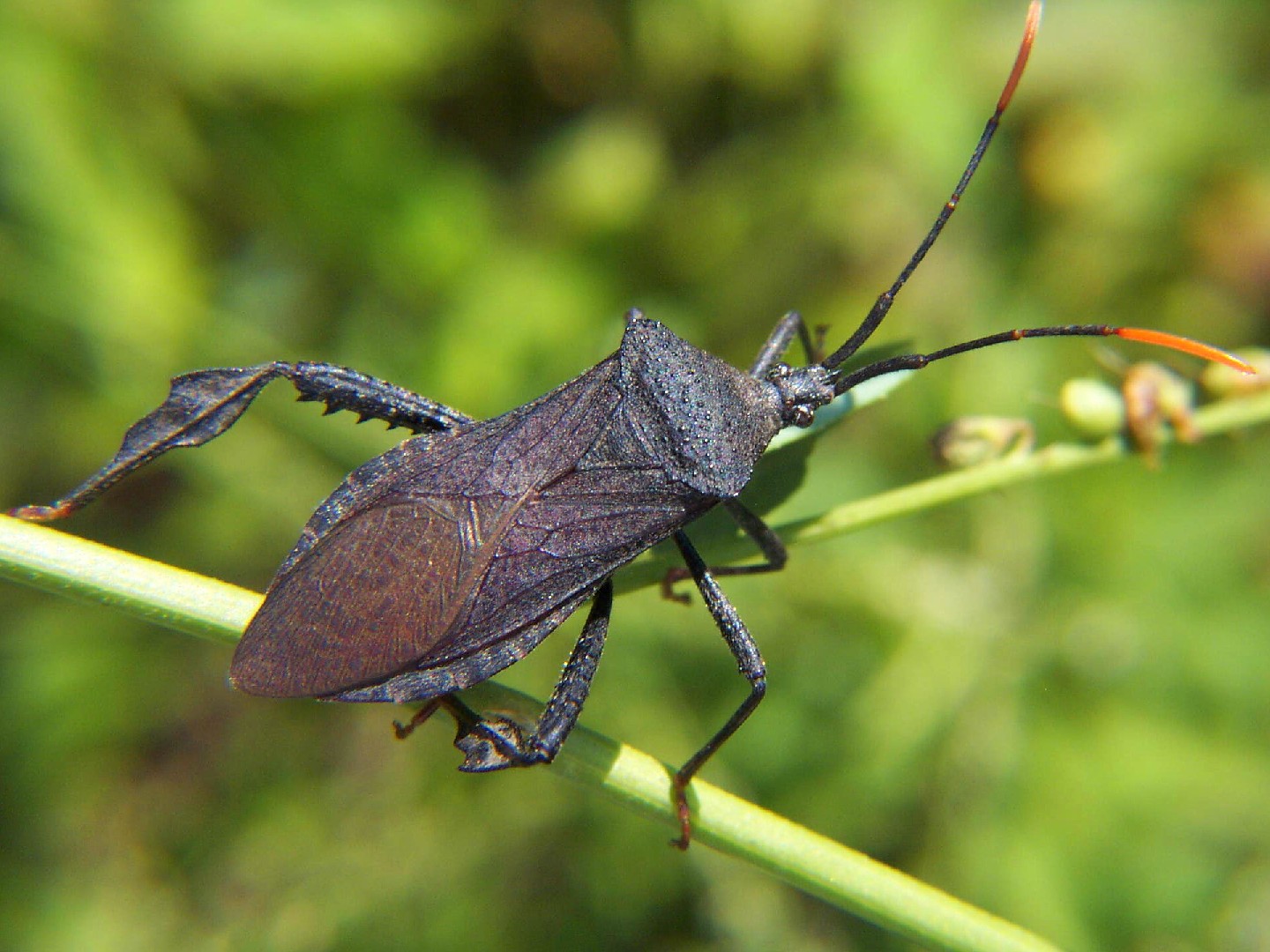 Gusanos de cabeza espinosa (Acanthocephala) - Picture Insect