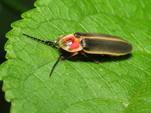 Photinus pyralis (Photinus pyralis) - Picture Insect