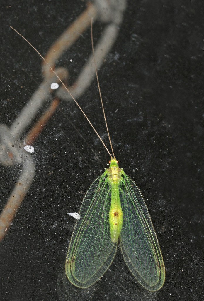 Leucochrysa (Leucochrysa) - Picture Insect