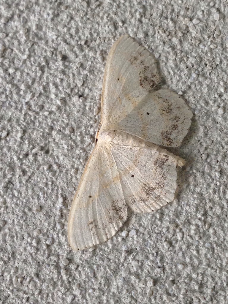 Scopula limboundata (Scopula limboundata) - Picture Insect