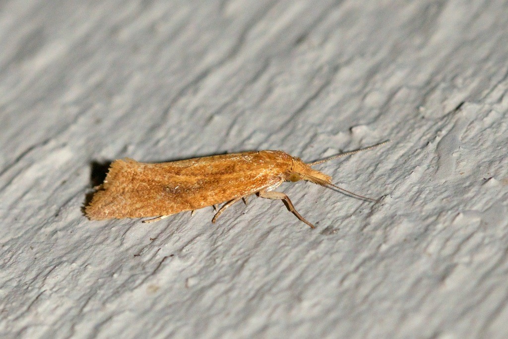 Aethes (Aethes) - Picture Insect