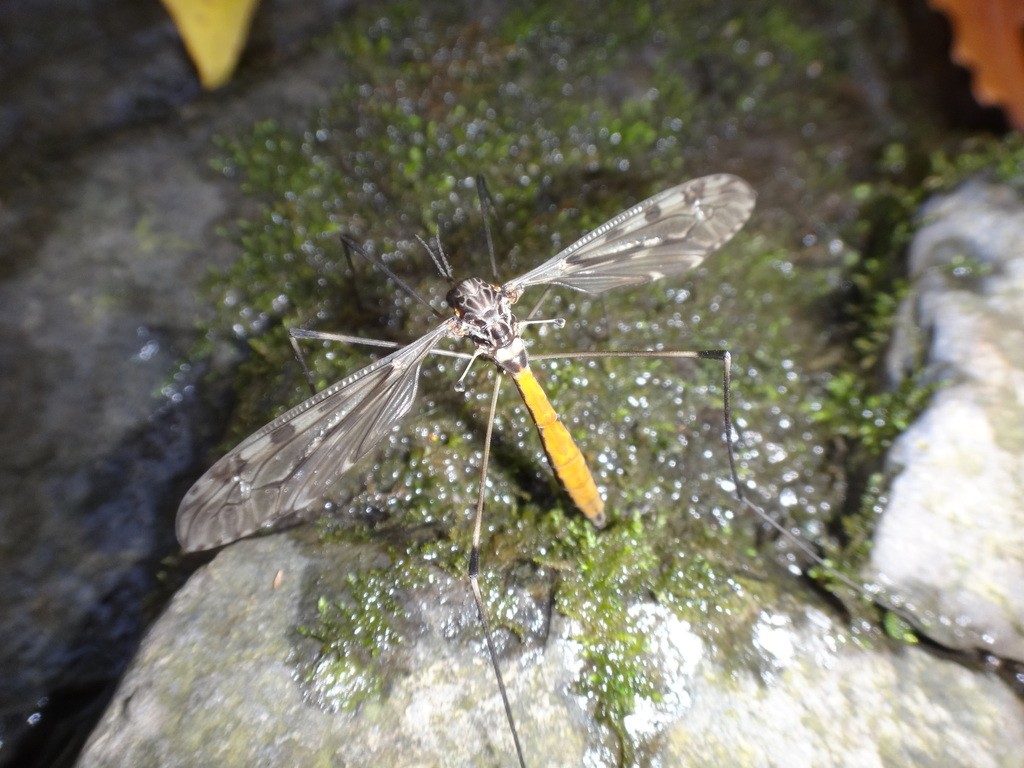 Tipula abdominalis (Tipula abdominalis) - Picture Insect