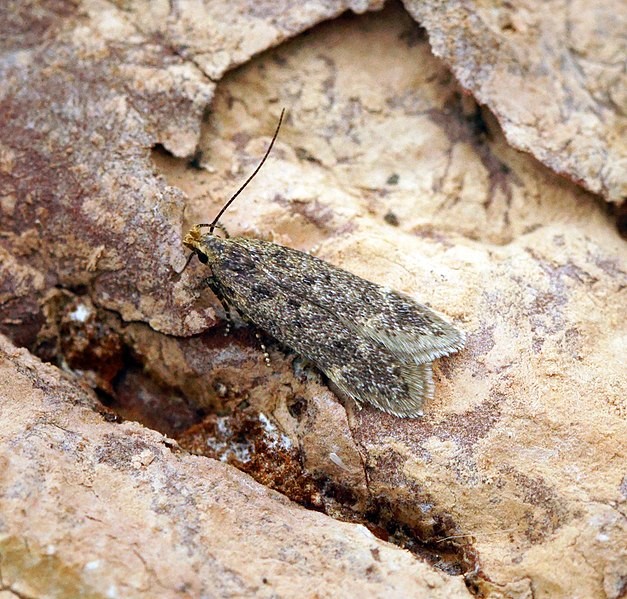 Bryotropha senectella (Bryotropha senectella) - Picture Insect