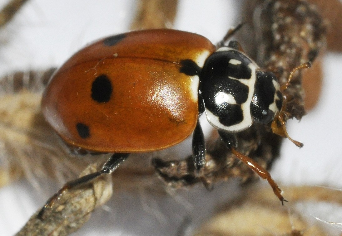 Hippodamia variegata (Hippodamia variegata) - Picture Insect