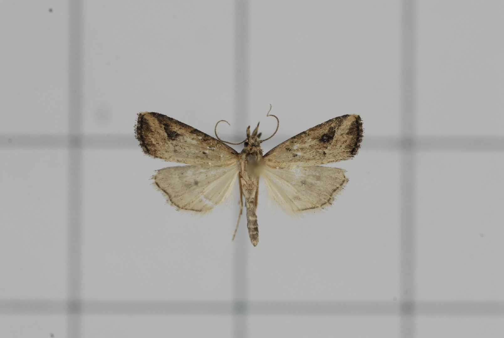 Luceria (Luceria) - Picture Insect