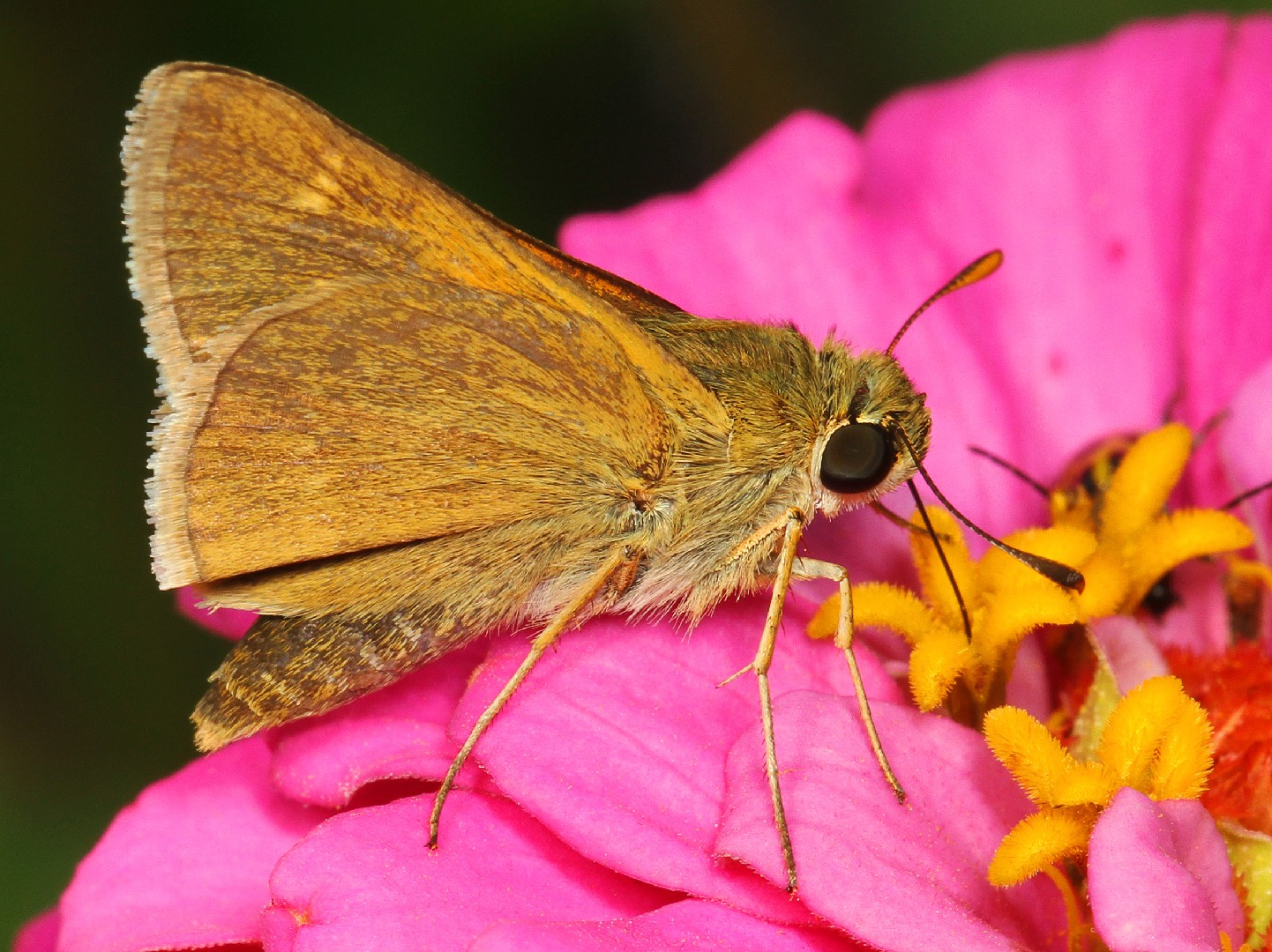 Polites themistocles (Polites themistocles) - Picture Insect