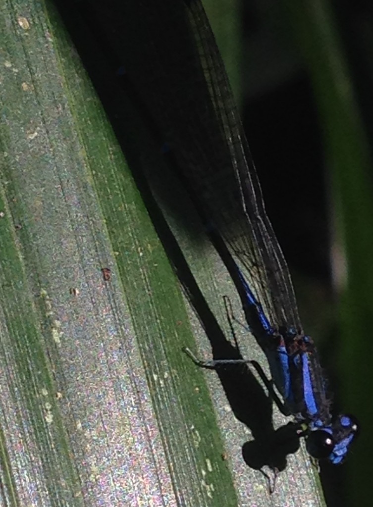 Argia oculata (Argia oculata) - Picture Insect