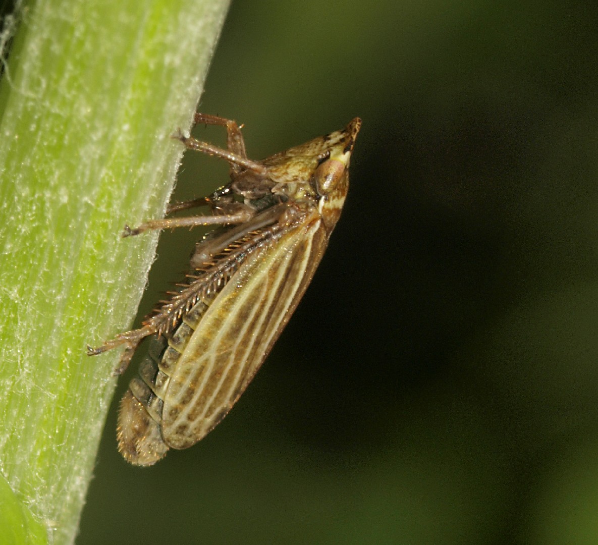 Aphrodes (Aphrodes) - Picture Insect