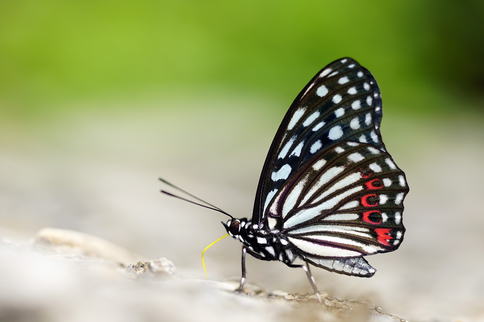 Hestina (Hestina) - Picture Insect