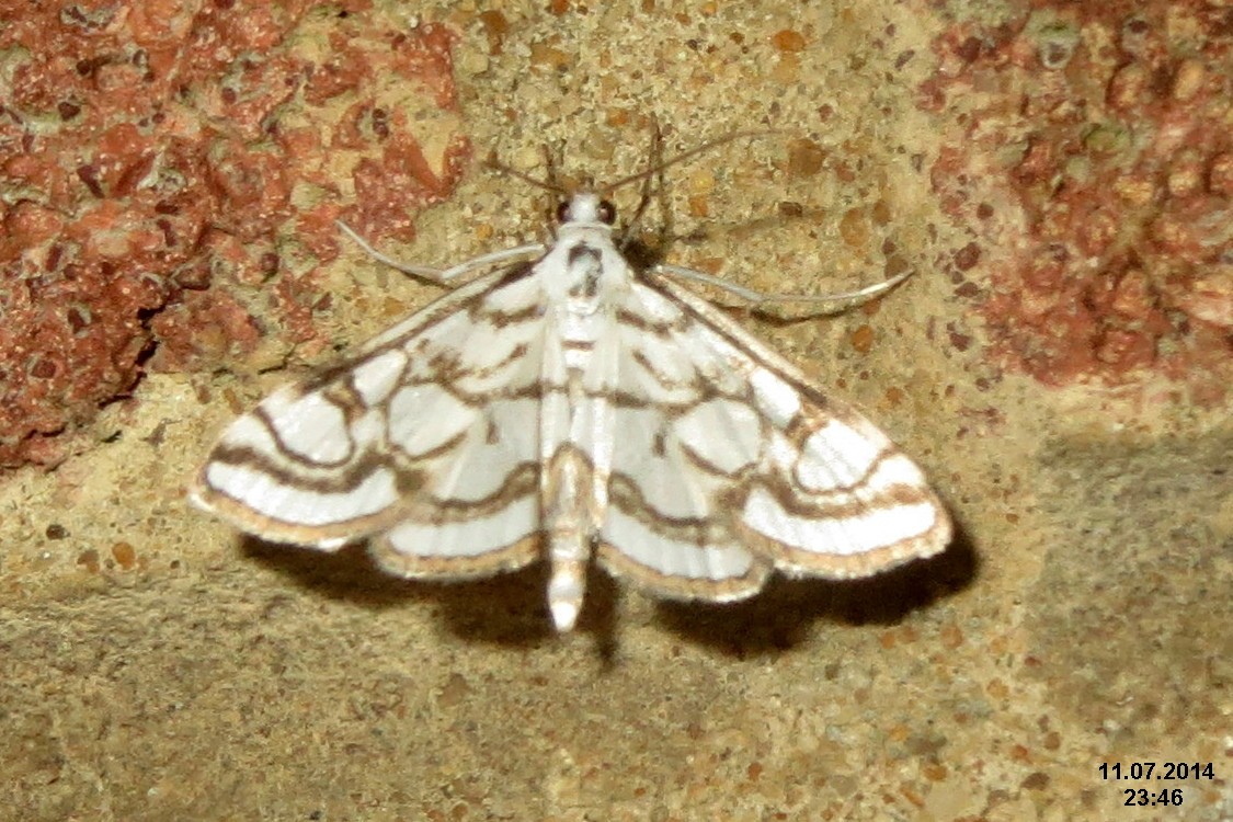 Nymphula nitidulata (Nymphula nitidulata) - Picture Insect