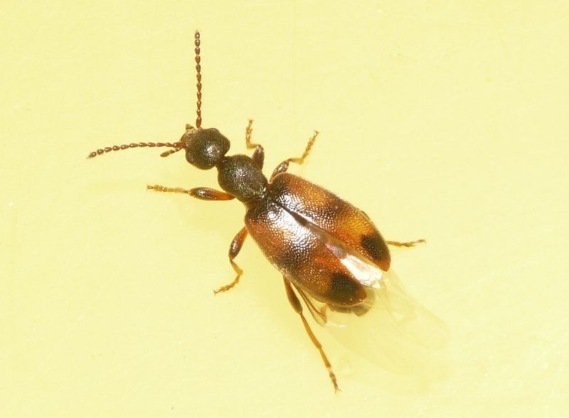 Anthicus antherinus (Anthicus antherinus) - Picture Insect