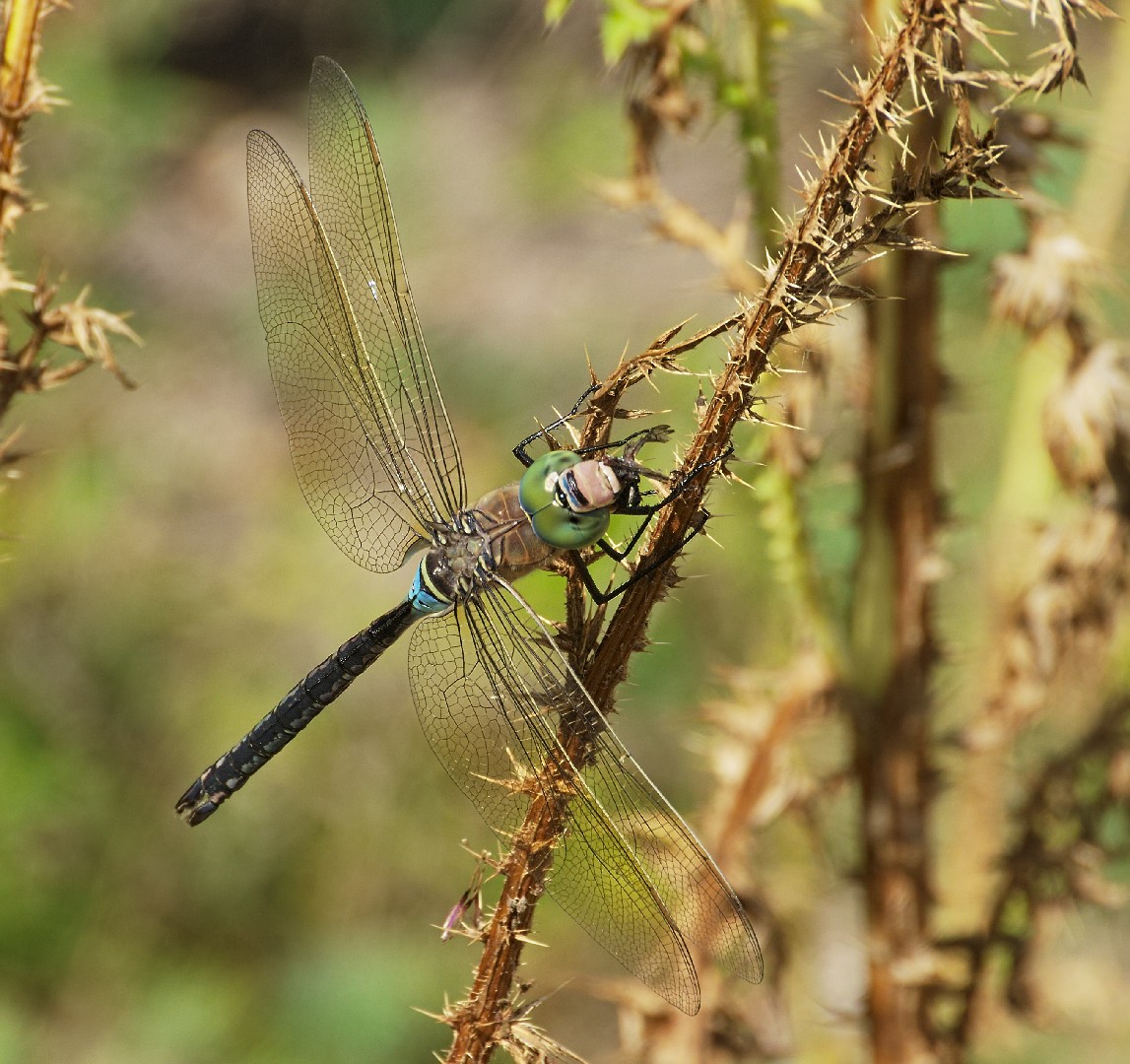Anax parthenope (Anax parthenope) - Picture Insect