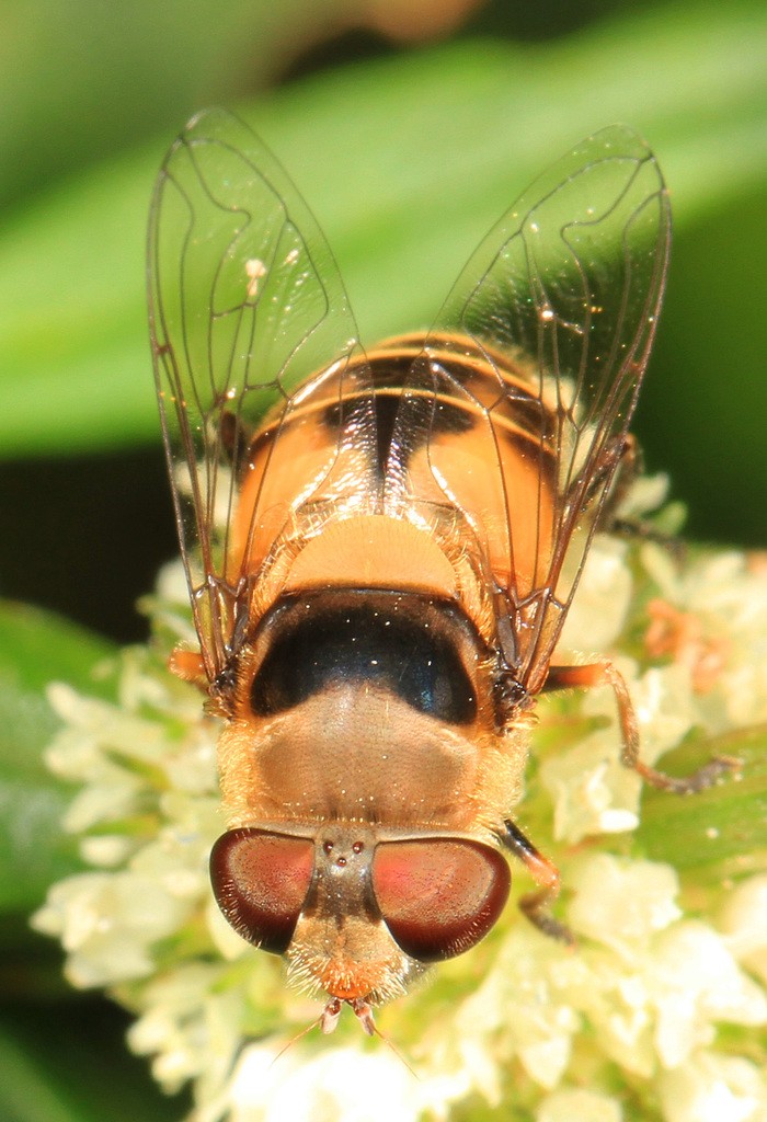 Palpada pusilla (Palpada pusilla) - Picture Insect