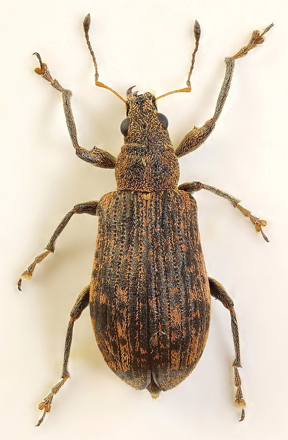 Polydrusus cervinus (Polydrusus cervinus) - Picture Insect