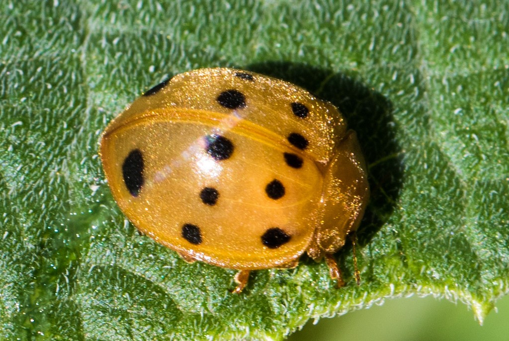 Epilachna tredecimnotata (Epilachna tredecimnotata) - Picture Insect