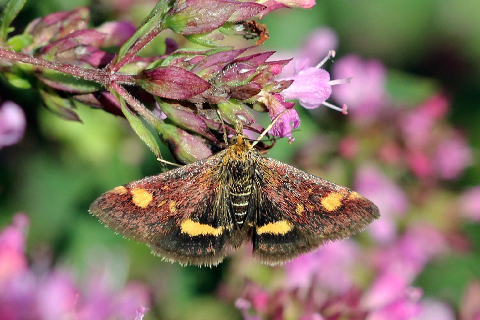Pyrausta aurata (Pyrausta aurata) - Picture Insect