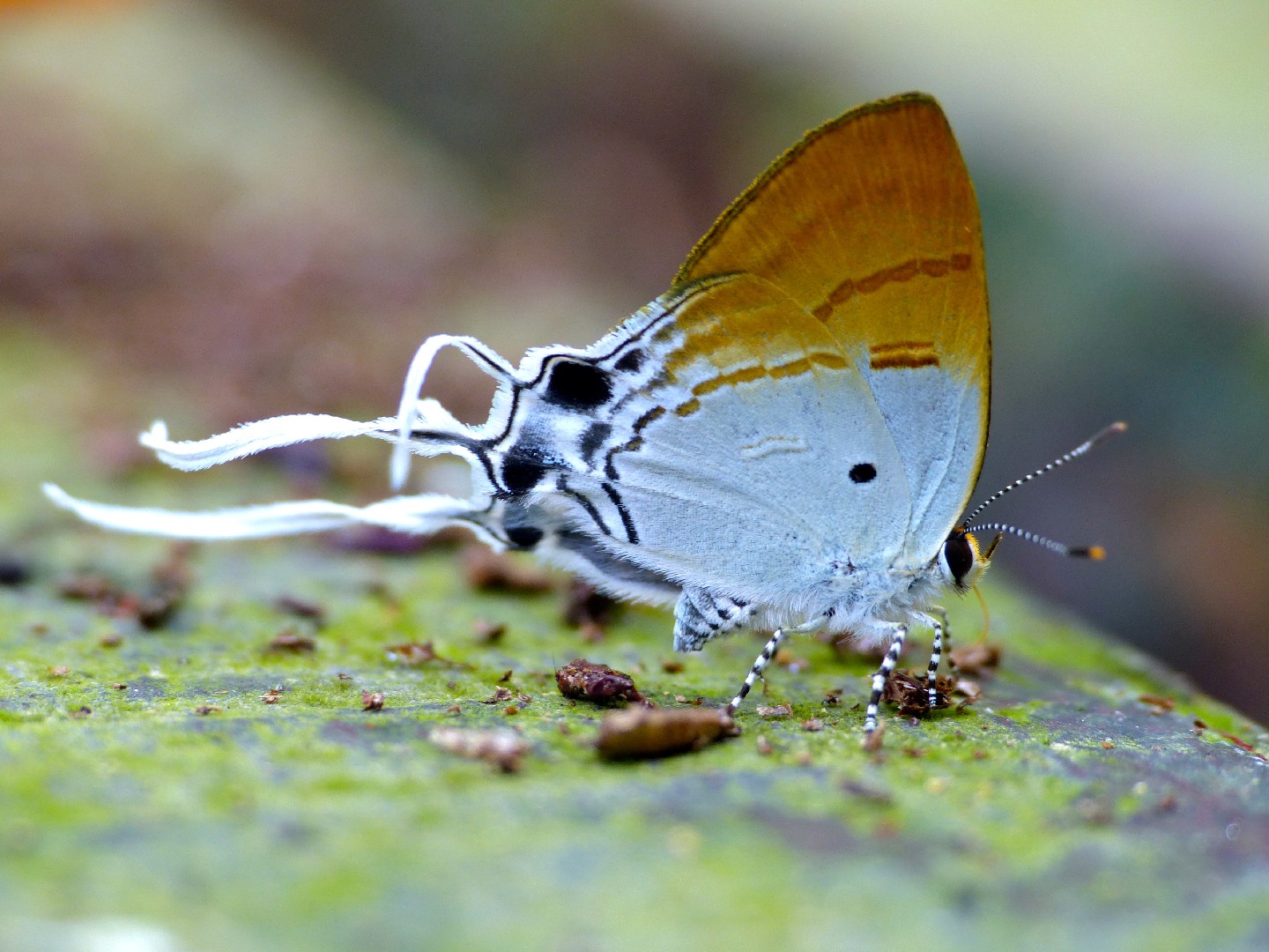 Zeltus amasa (Zeltus amasa) - Picture Insect
