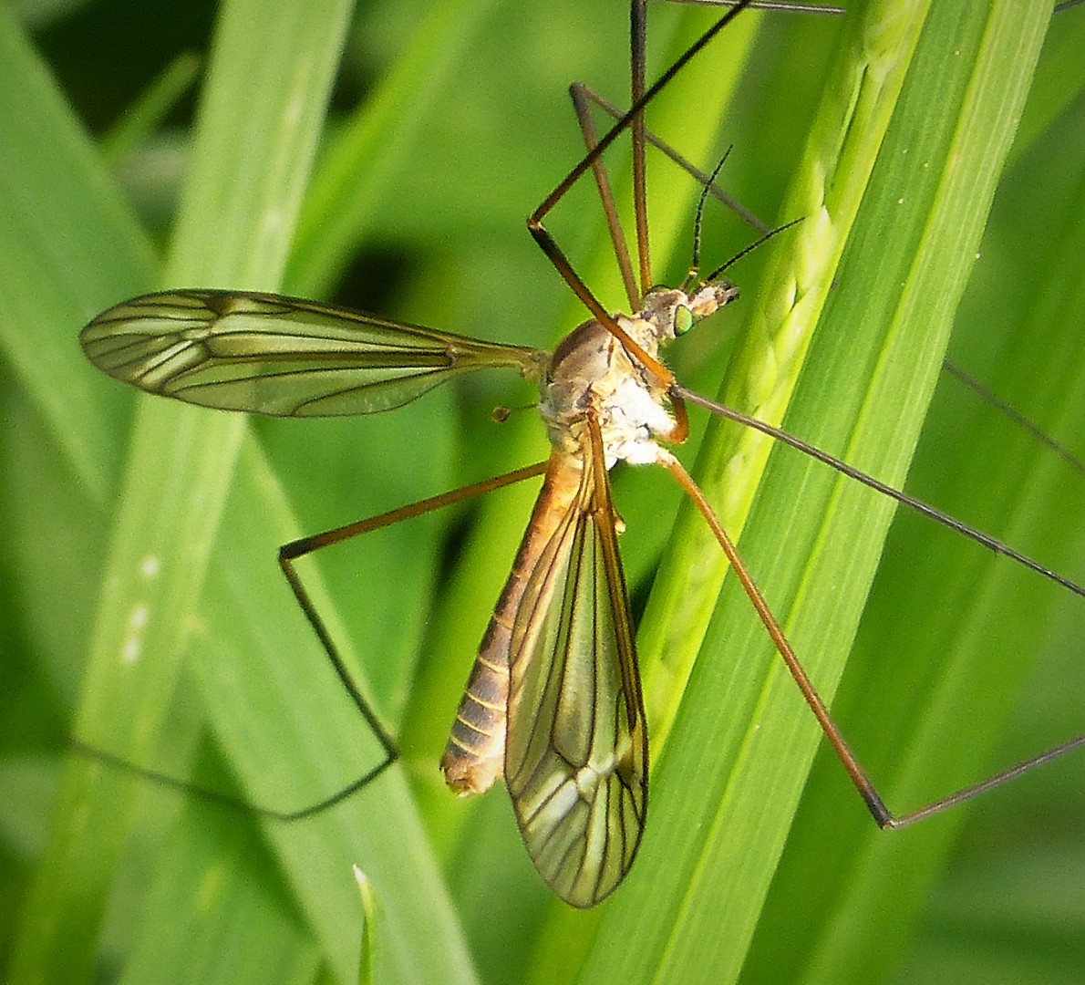 Tipula (Tipula) - Picture Insect