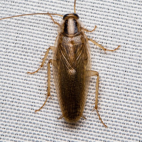 Cucaracha alemana (Blattella germanica) - Picture Insect