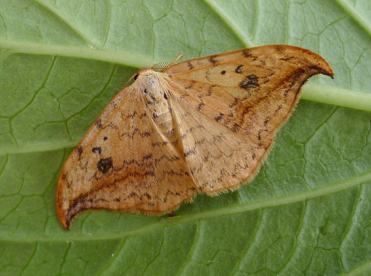 Drepana (Drepana) - Picture Insect