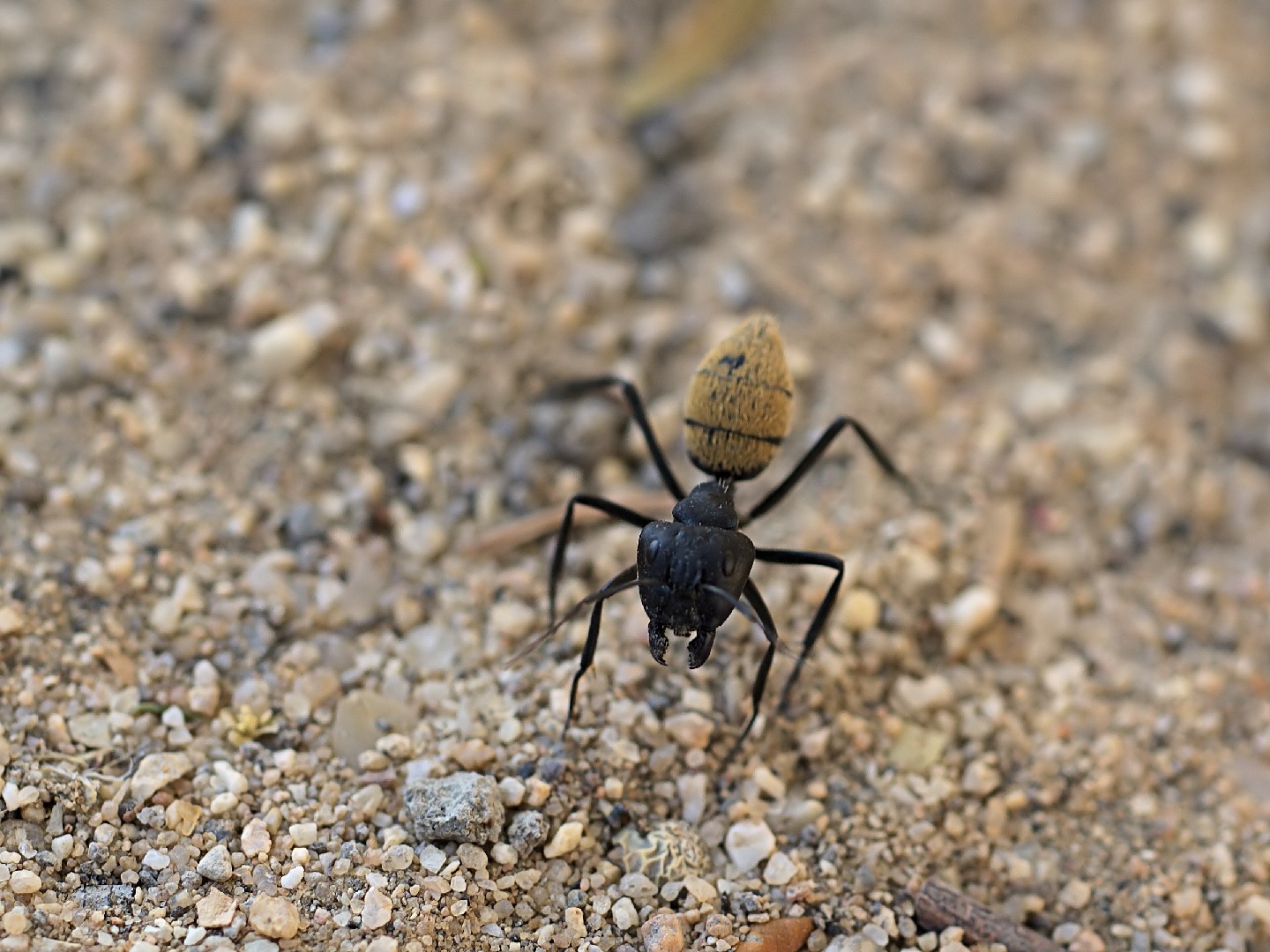 Camponotus fulvopilosus (Camponotus fulvopilosus) - Picture Insect