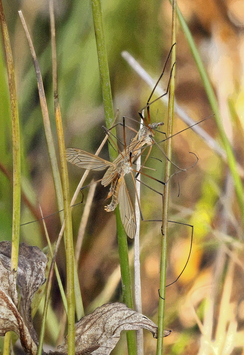 Tipula luteipennis (Tipula luteipennis) - Picture Insect