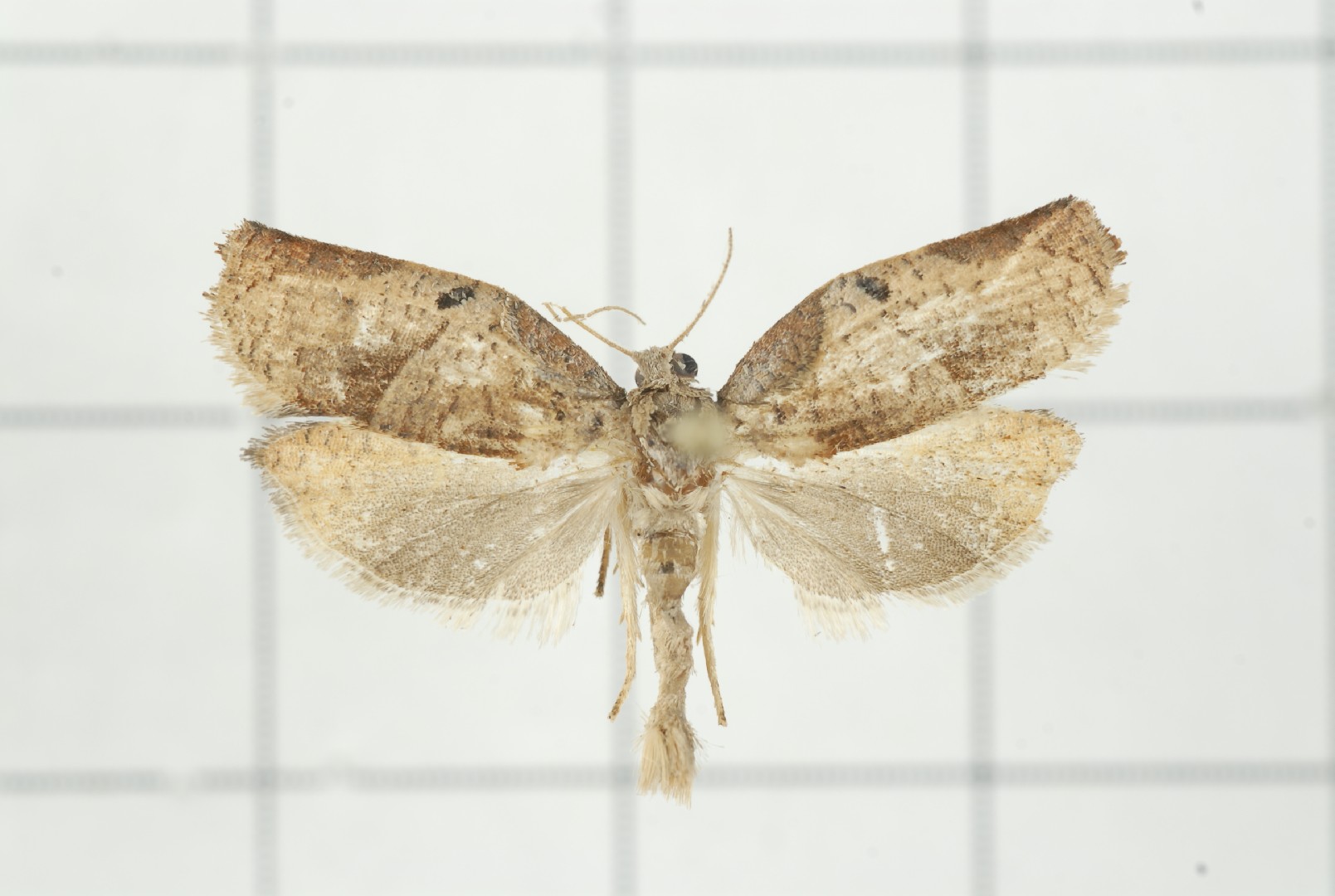 Homona magnanima (Homona magnanima) - Picture Insect