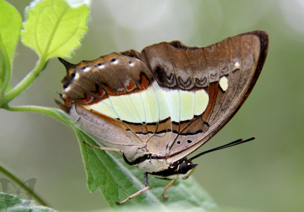 Polyura (Polyura) - Picture Insect