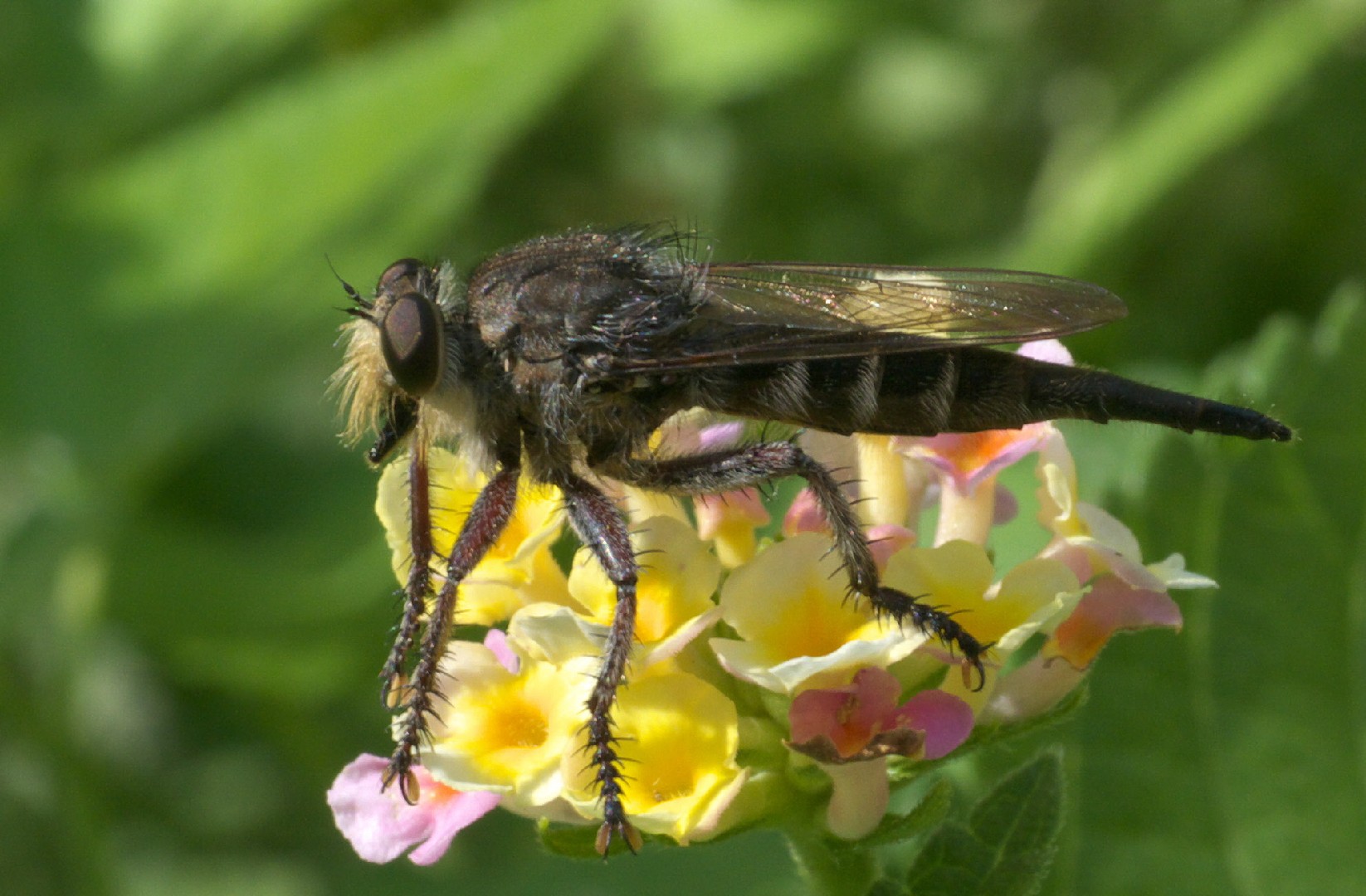 Promachus bastardii Hoe identificeer je het? - Picture Insect