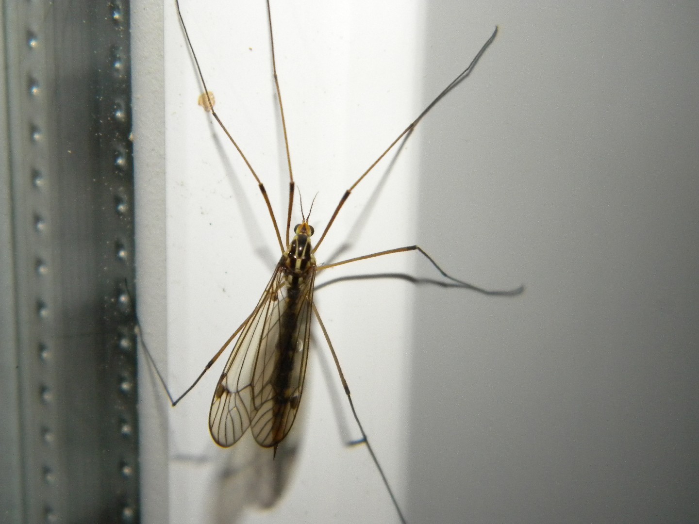Tipula oleracea (Tipula oleracea) - Picture Insect