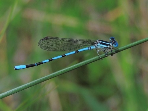 Argia bipunctulata (Argia bipunctulata) - Picture Insect