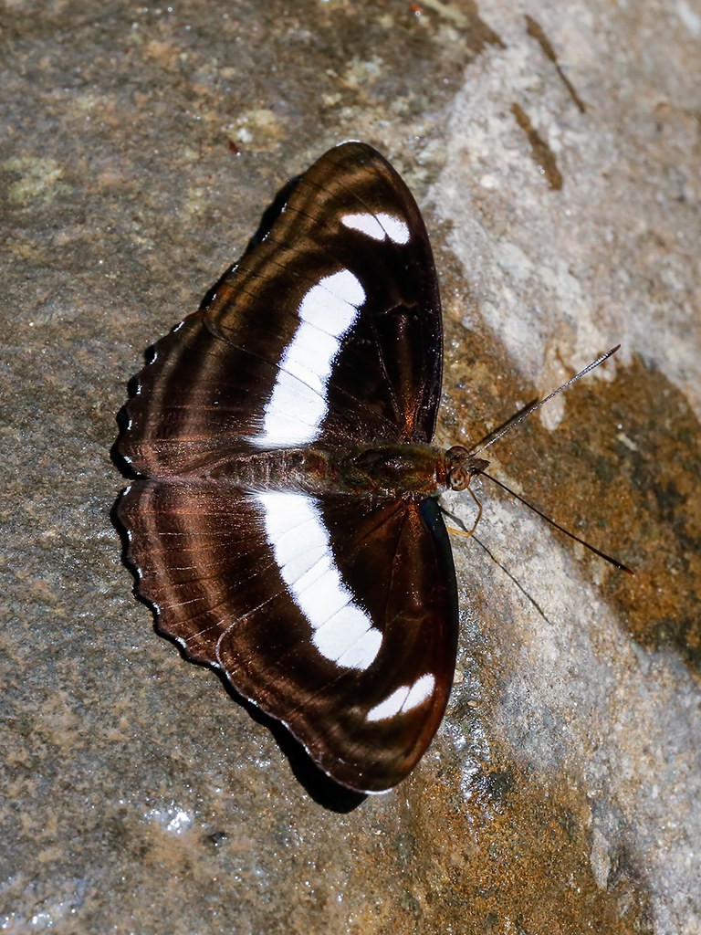 Athyma (Athyma) - Picture Insect