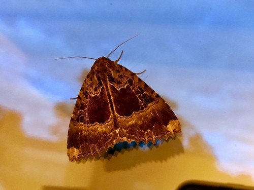 Mormo maura (Mormo maura) - Picture Insect