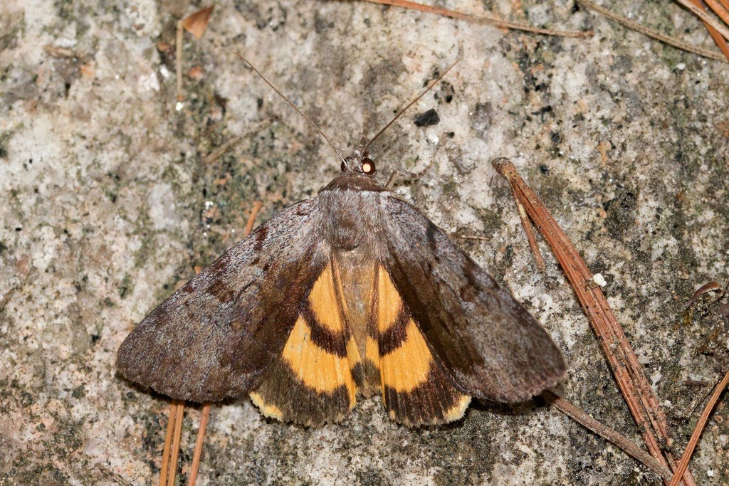 Catocala sordida (Catocala sordida) - Picture Insect