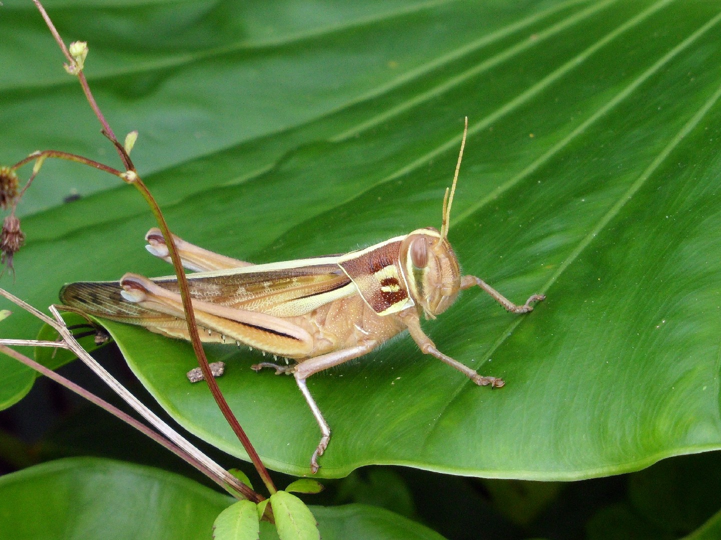 Patanga japonica (Patanga japonica) - Picture Insect