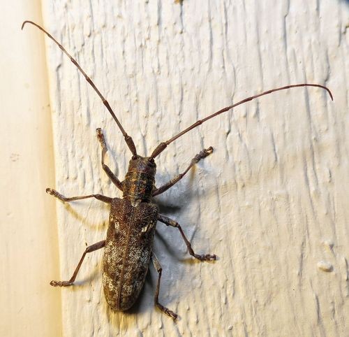 Monochamus carolinensis (Monochamus carolinensis) - Picture Insect