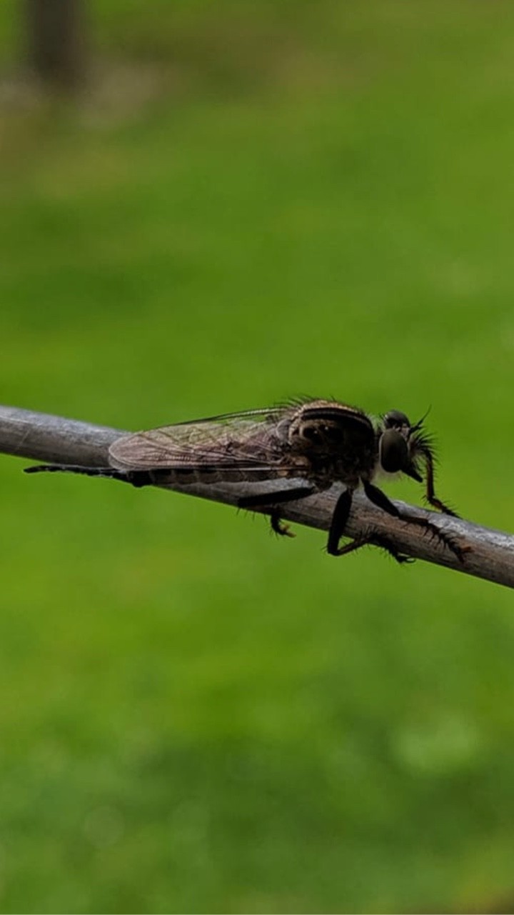 Triorla (Triorla) - Picture Insect