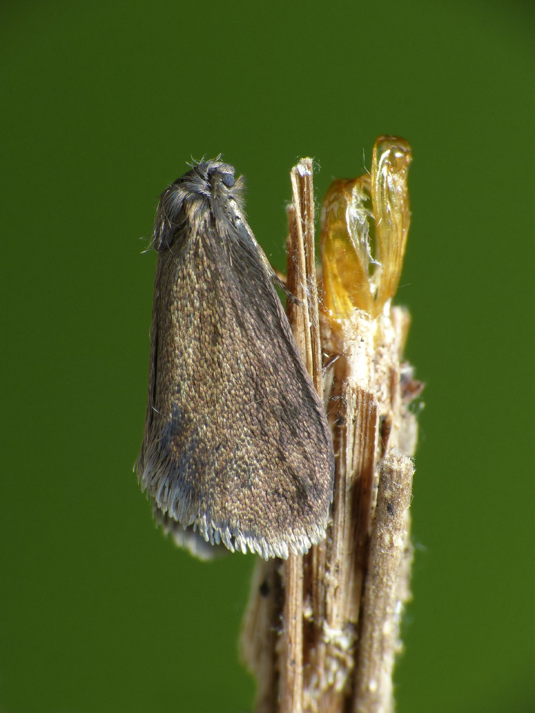 Psyche (Psyche) - Picture Insect