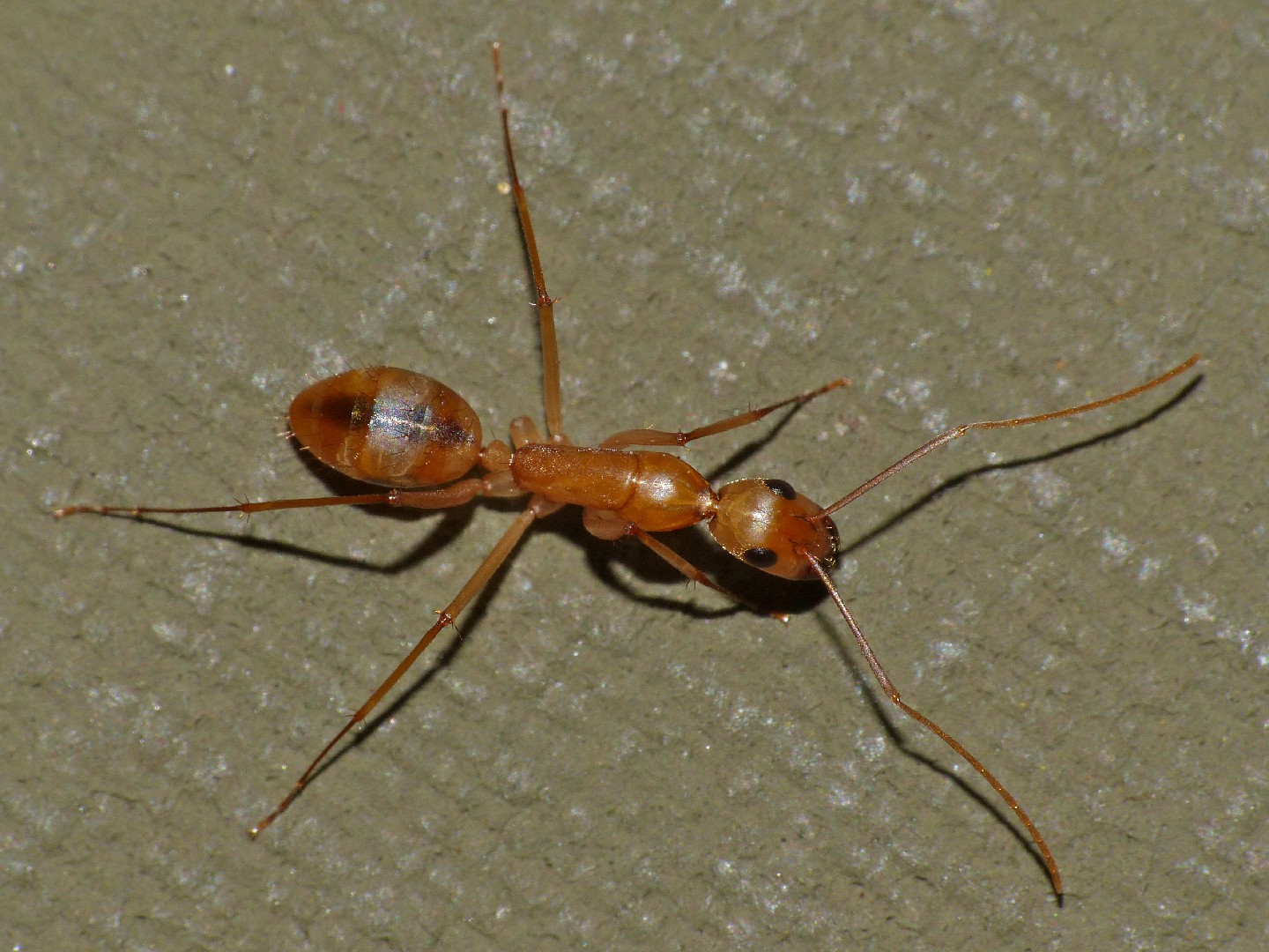 Camponotus maculatus (Camponotus maculatus) - Picture Insect