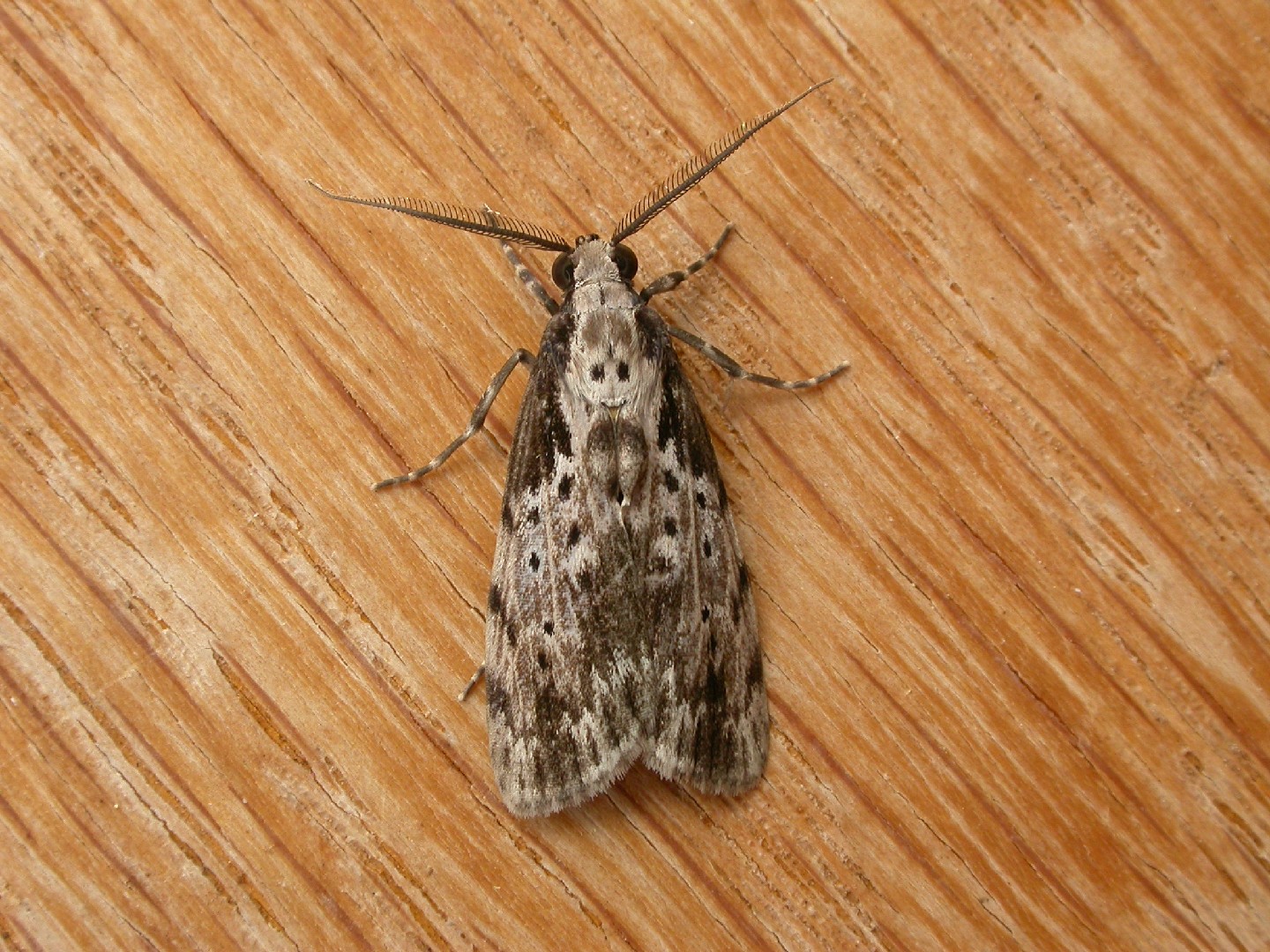 Digama (Digama) - Picture Insect