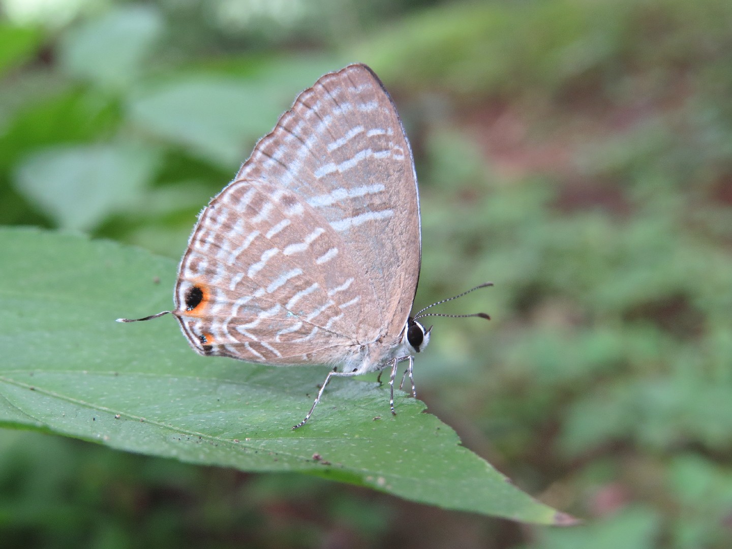 Jamides (Jamides) - Picture Insect