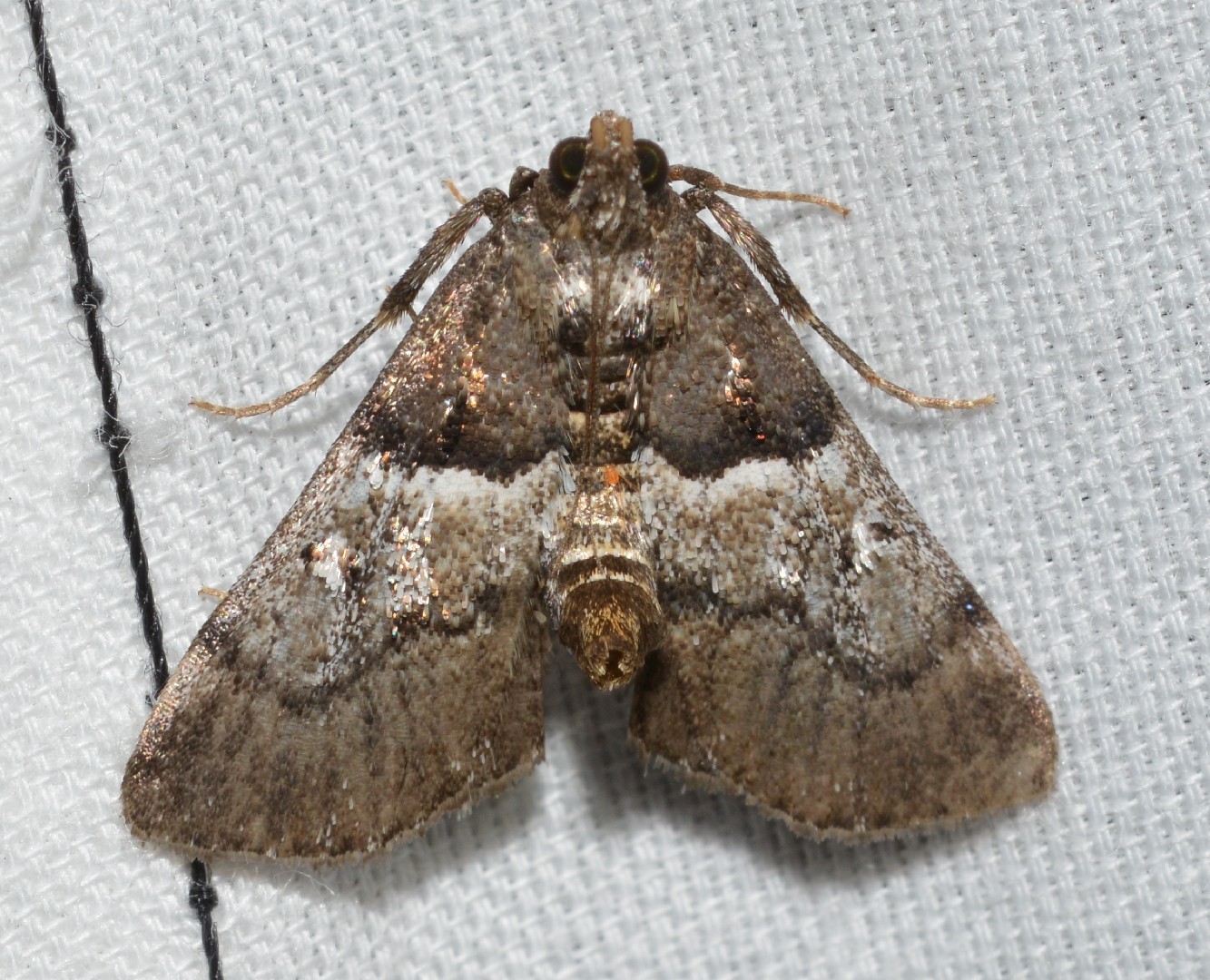 Macalla (Macalla) - Picture Insect