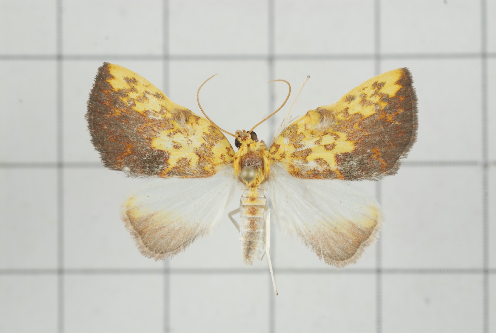 Siglophora ferreilutea (Siglophora ferreilutea) - Picture Insect