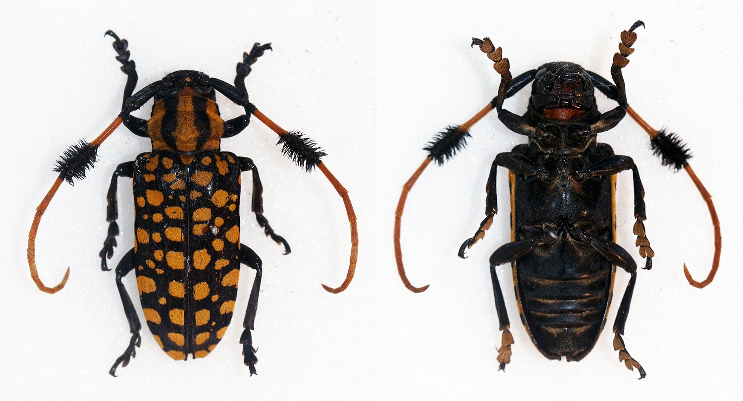 Aristobia approximator (Aristobia approximator) - Picture Insect