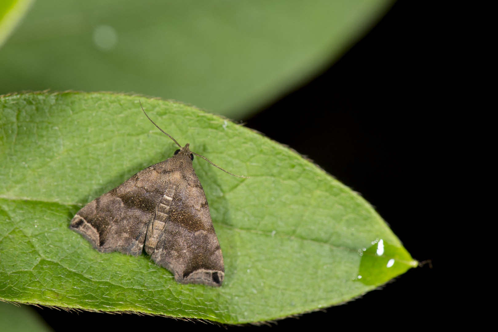 Hipoepa biasalis (Hipoepa biasalis) - Picture Insect